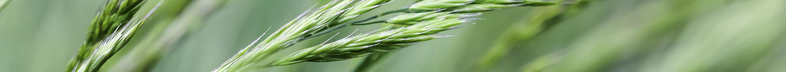 Dekogräser & Kunstgras » Künstliche Gräser online kaufen